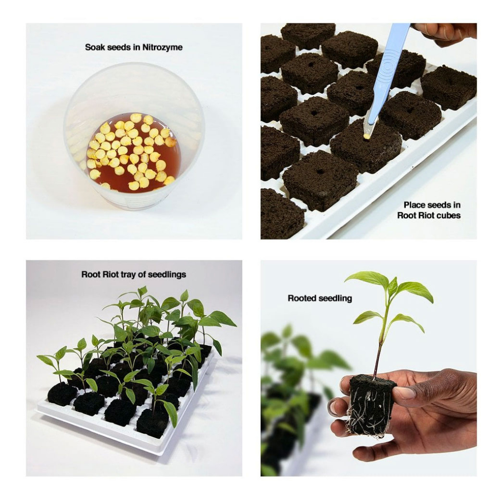 วัสดุปลูก Root Riot Planter Cubes for Germination 1 Cube แบ่งขายเป็น ...