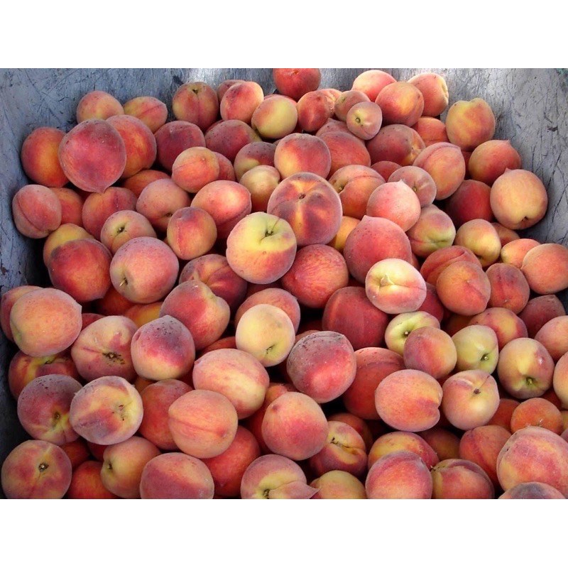กล้าพีช พันธุ์ ซัมเมอร์เลดี้ ( Summer Lady Peaches )( กล้าเสียบยอด ...