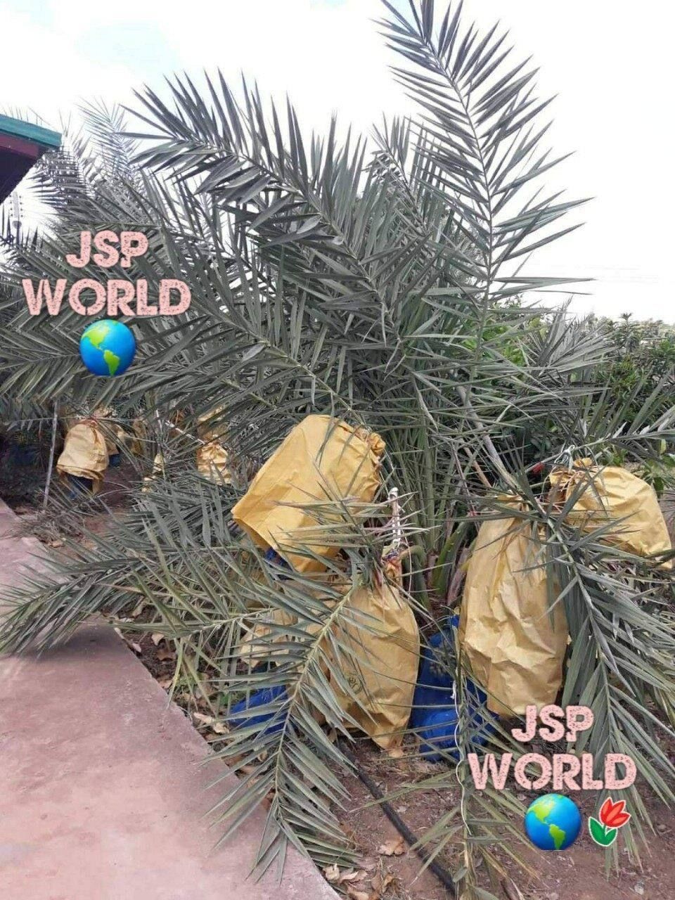 ต้นอินทผาลัม พันธุ์บาฮีใหญ่ Barhee หรือ Barhi 136 ตัวเมีย เพาะ ...