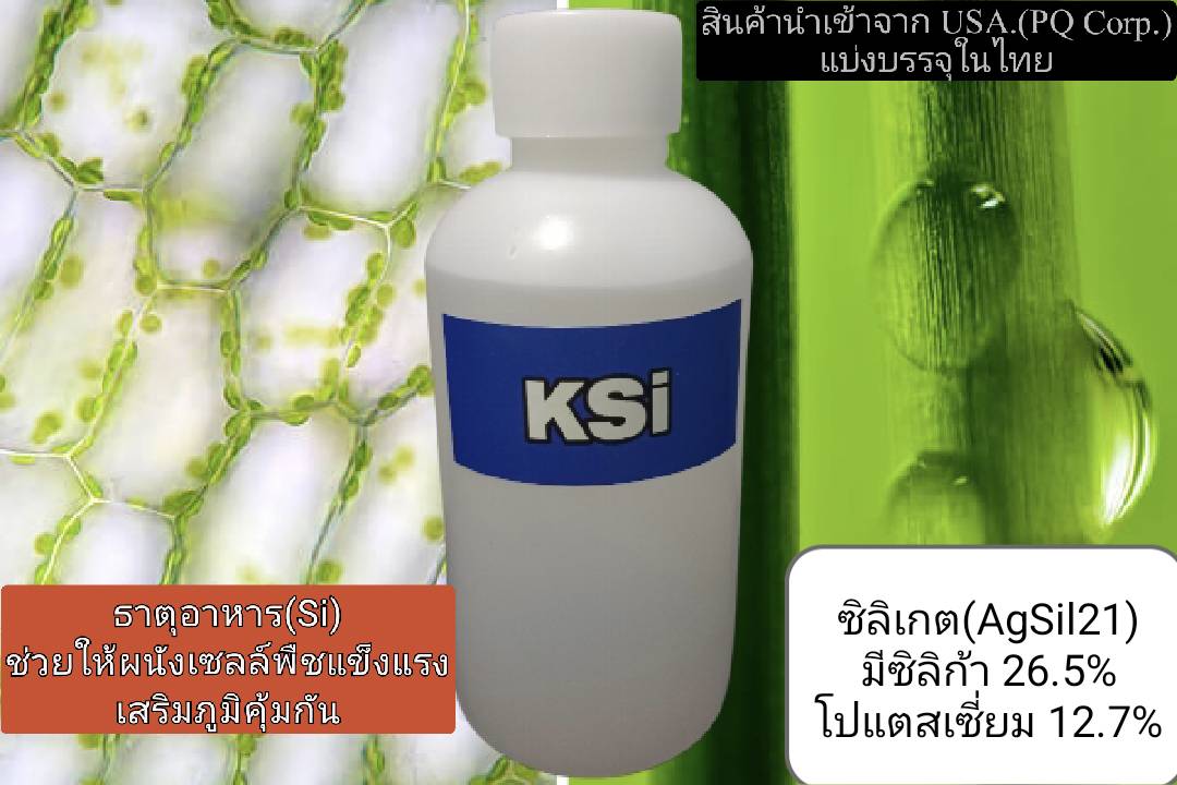โปแตสเซี่ยมซิลิเกต AgSil 21ชนิดน้ำ เสริมความต้านทานให้พืชแข็งแรง ...