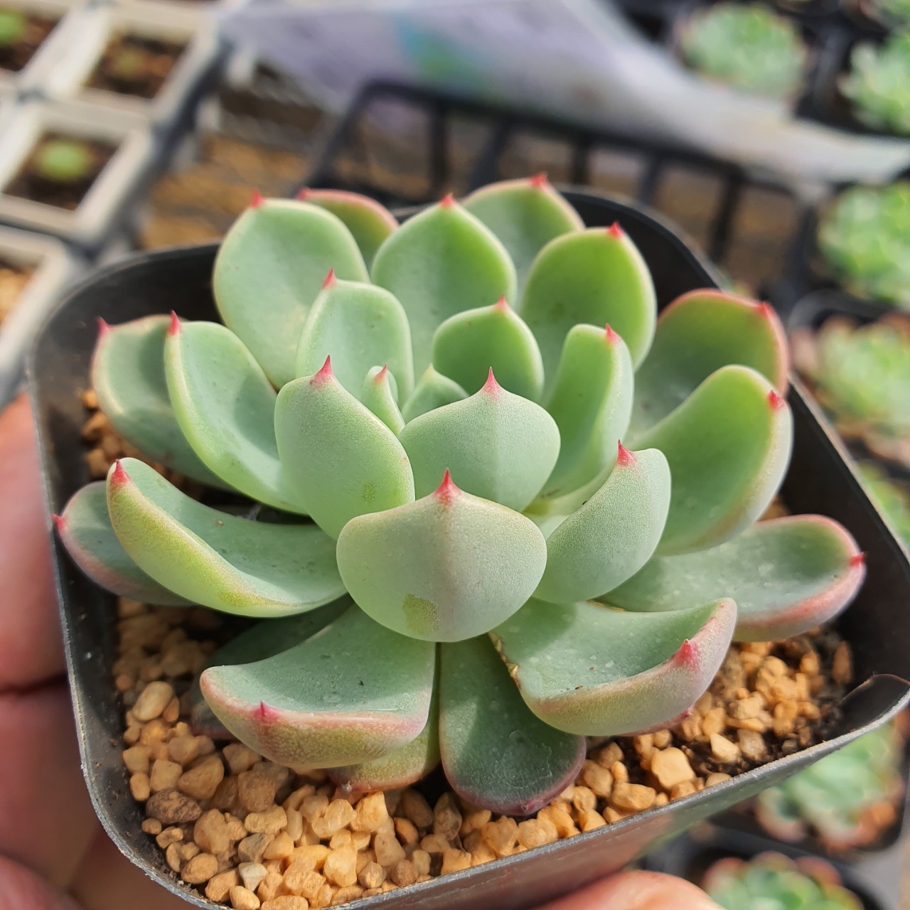 Echeveria Nanahukumi G Succulents กุหลาบหินนำเข้า ไม้อวบน้ำ. Imported ...