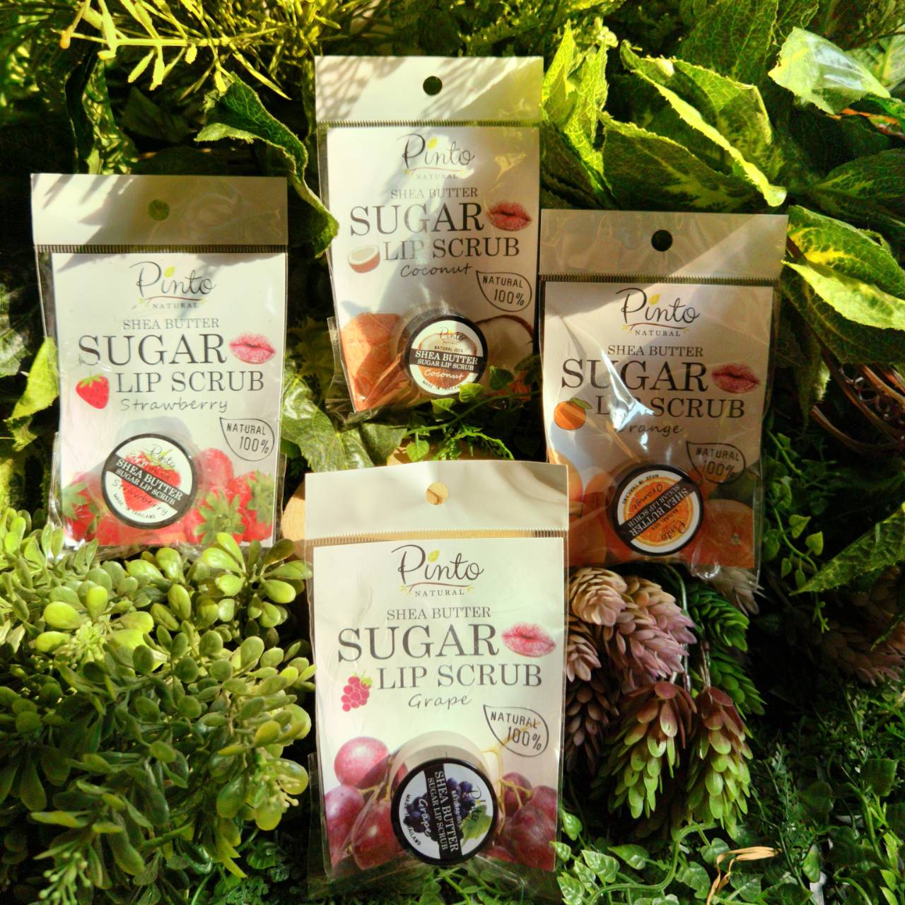 Pinto Natural สครับน้ำตาลผสมเชียร์บัตเตอร์ เพื่อริมฝีปากเนียนนุ่ม ไม่ ...