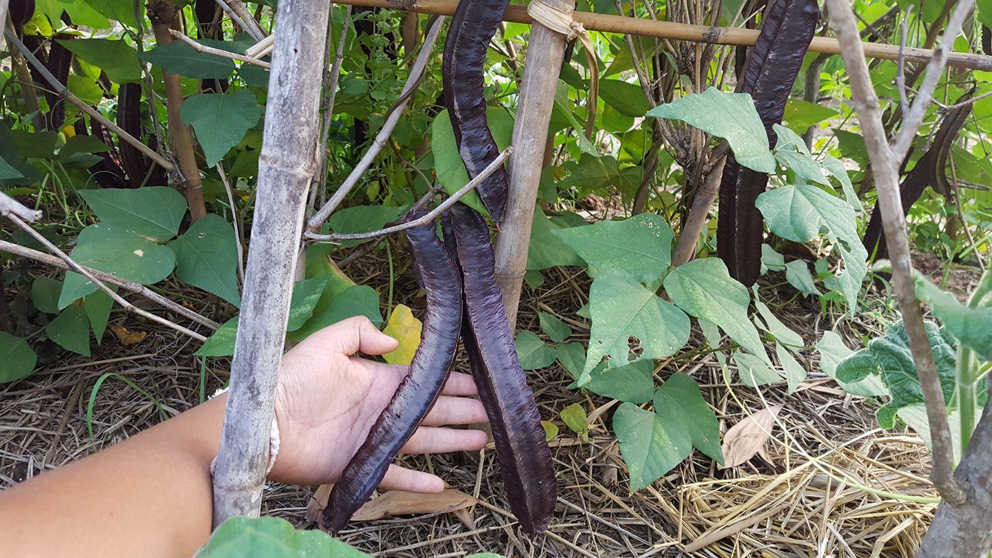 เมล็ด ถั่วพูม่วง คุณภาพ 15 เมล็ด เมล็ดพันธุ์ ( Purple winged bean 15 ...