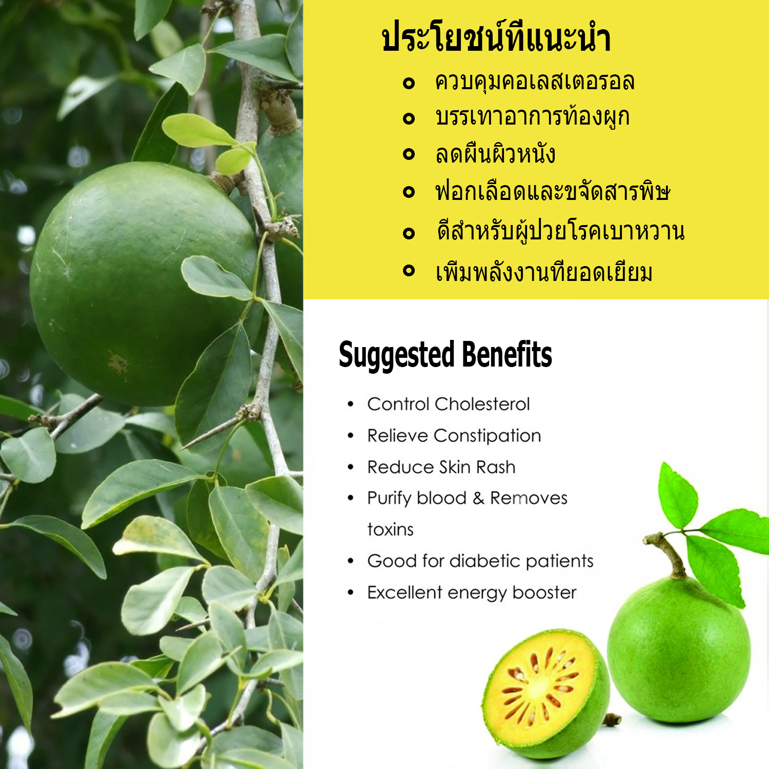 ถุงเพาะกล้าเหล่านี้สามารถอยู่ในดินได้ตามธรรมชาติเป็นมิตรต่อสิ่งแวดล้อม ...