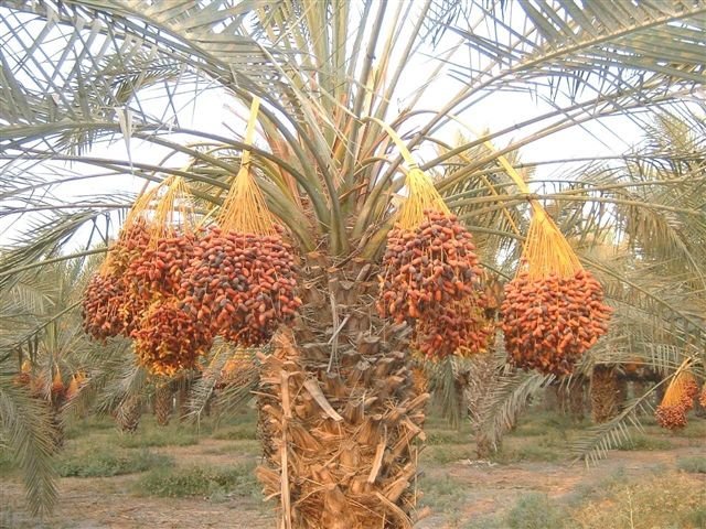 ต้นอินทผาลัม พันธุ์ (date palm (Hayany Hayani (ฮายานี่)) อินทผลัม เพาะ ...