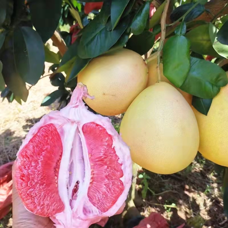 Best Pomelo Variety In Davao at Todd Reno blog