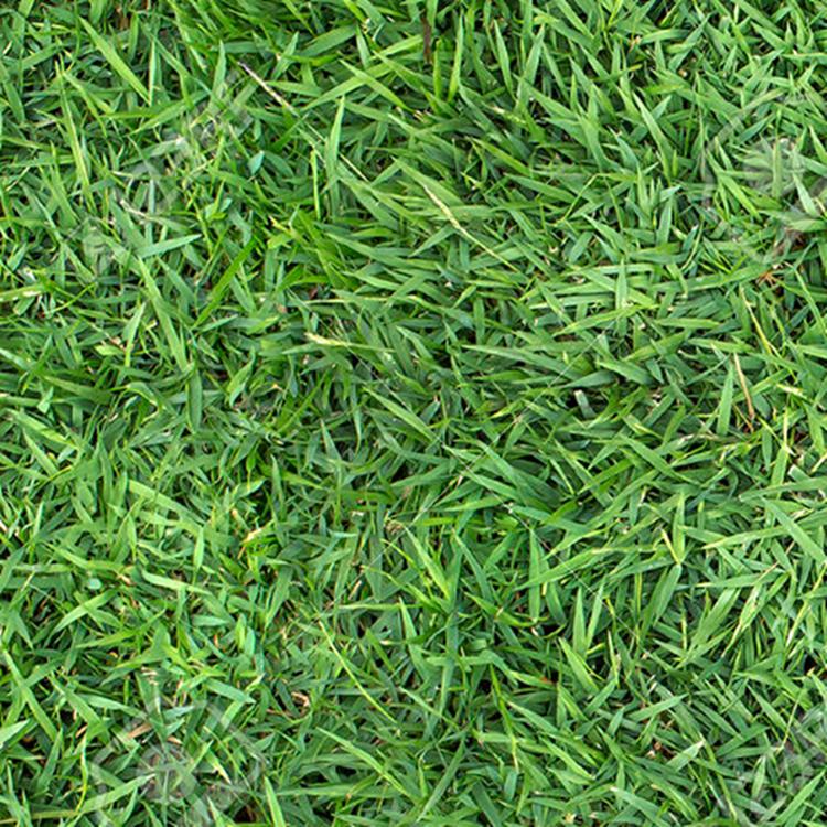 ขายส่ง 100 กรัมหรือ 1 ขีด เมล็ดหญ้านวลน้อย Manila Grass Temple Grass ...