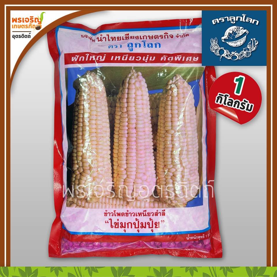 เมล็ดพันธุ์ ข้าวโพดข้าวเหนียวขาว ไข่มุกปุ้มปุ้ย (ขนาด 1 กิโลกรัม) เมล็ดข้าวโพดปุ้มปุ้ย ข้าวโพด ...