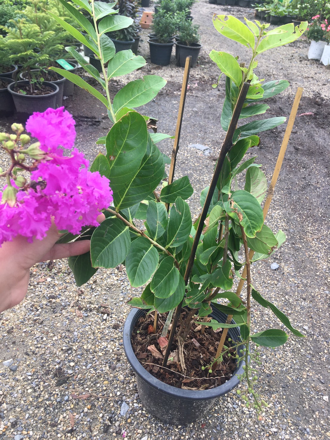 ต้นดอกม่วงสาหรี สีม่วงเข้ม เลี้ยงในกระถาง8นิ้ว ดอกสวยบานสะพรั่ง มีดอก ...