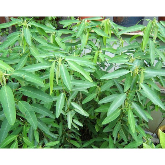10 เมล็ด ช้อยนางรำ (ต้นไม้เต้นได้) - Telegraph plant (Codariocalyx ...
