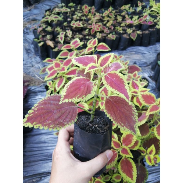 ฤาษีผสม ซุปเปอร์ เรด Super red ขายเป็น ต้น รากเต็ม ต้นฤาษีผสม ต้นไม้ ...