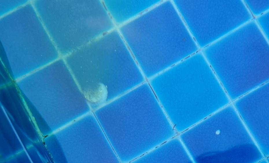 "Chock-Clean-Clear" CLo2 คลอรีนไดออกไซด์แบบก้อน ขนาด 1กรัม บรรจุขวดละ ...