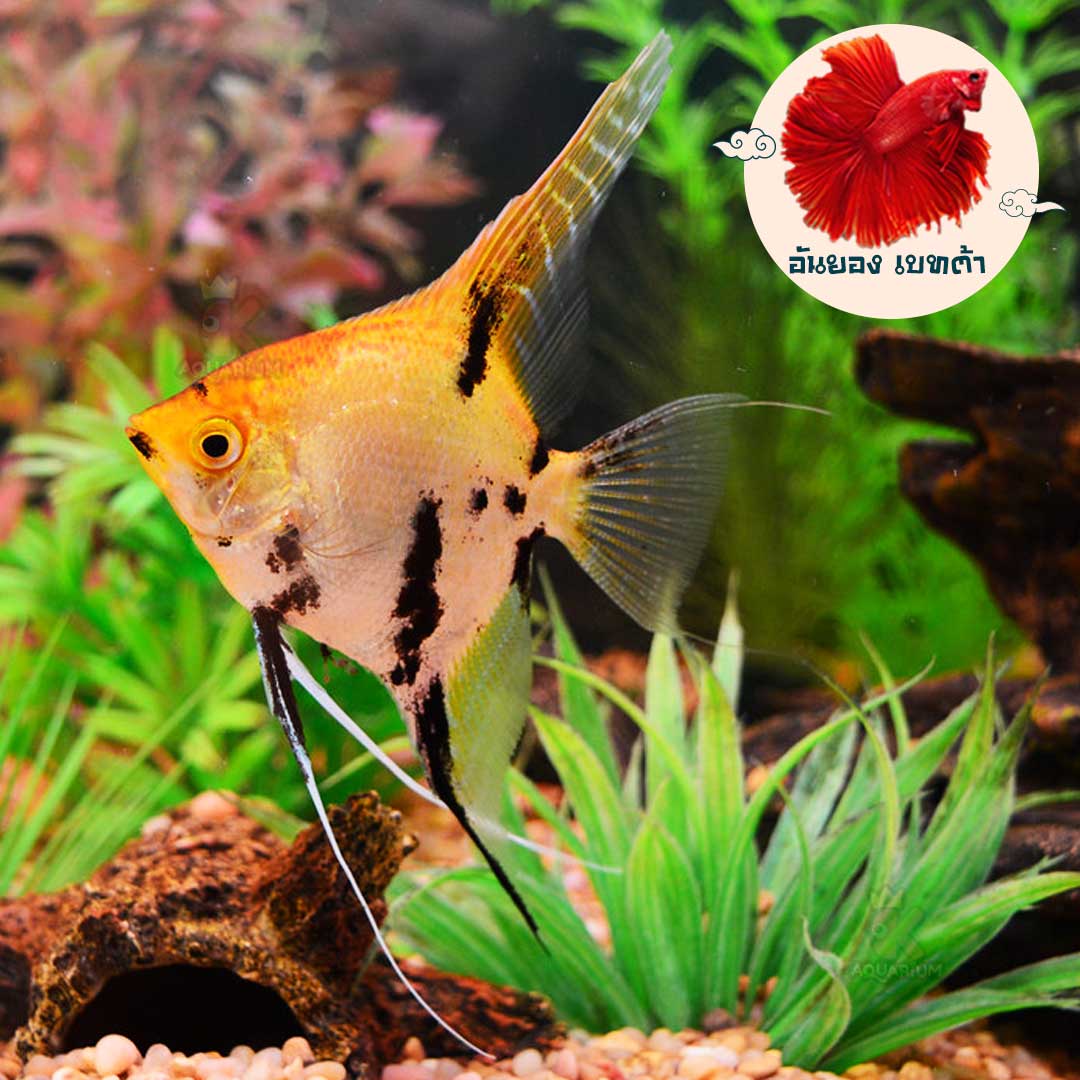 ปลาเทวดามุกทอง ไซส์ 2.5cm. (5ตัว) ปลาสวยงาม ปลาตู้ไม้น้ำ เลี้ยงง่าย คัด ...