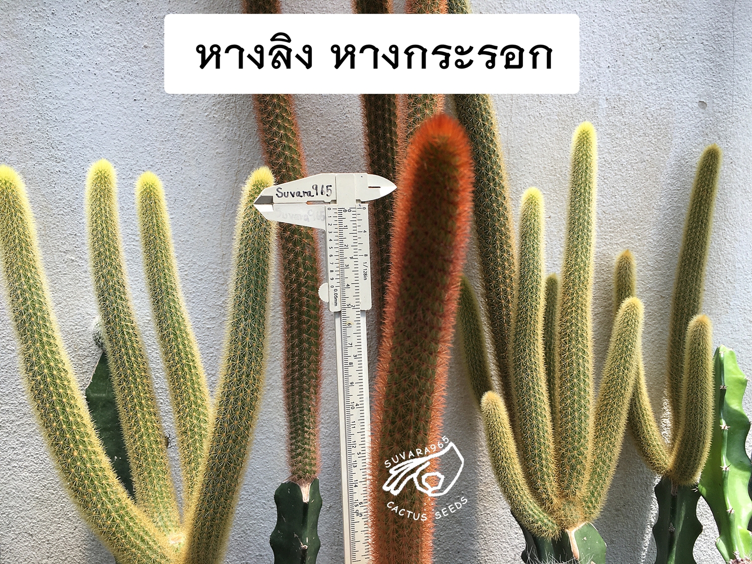 หางลิง หางกระรอก ตัดสด หางสิงห์ หางกระรอกแดง หางกระรอกเหลือง กระบองเพชร ...