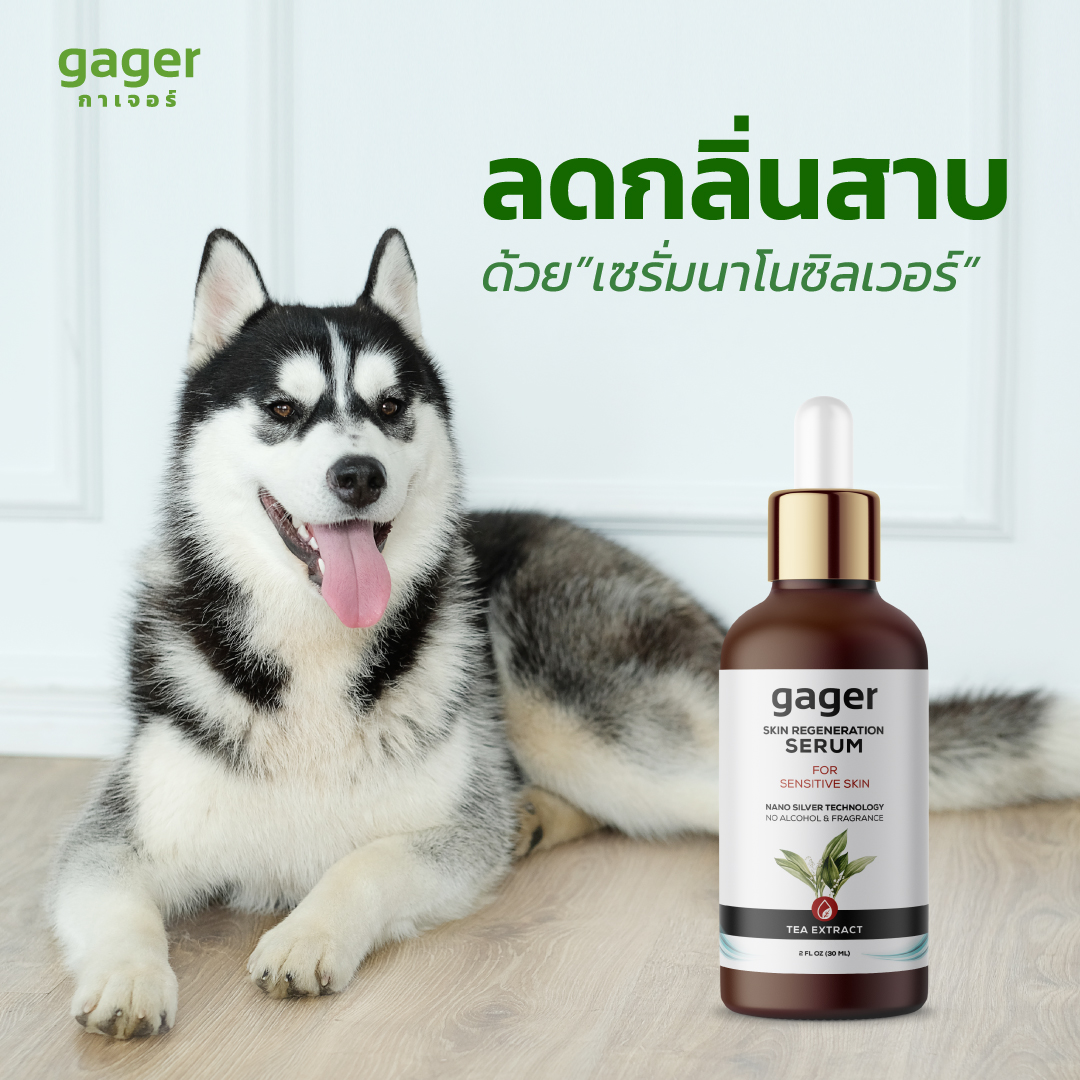 Gager (กาเจอร์) Nano Silver Serum เซรัมนาโนซิลเวอร์ ดับกลิ่นสาบสุนัขและ ...