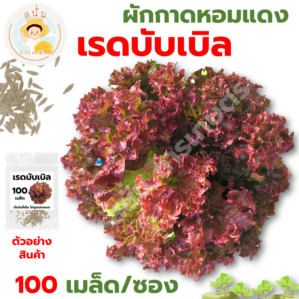 *ส่งด่วน* เมล็ดพันธุ์ ผักกาดหอมแดง เรดบับเบิล Red Bubble Lettuce Seed ...
