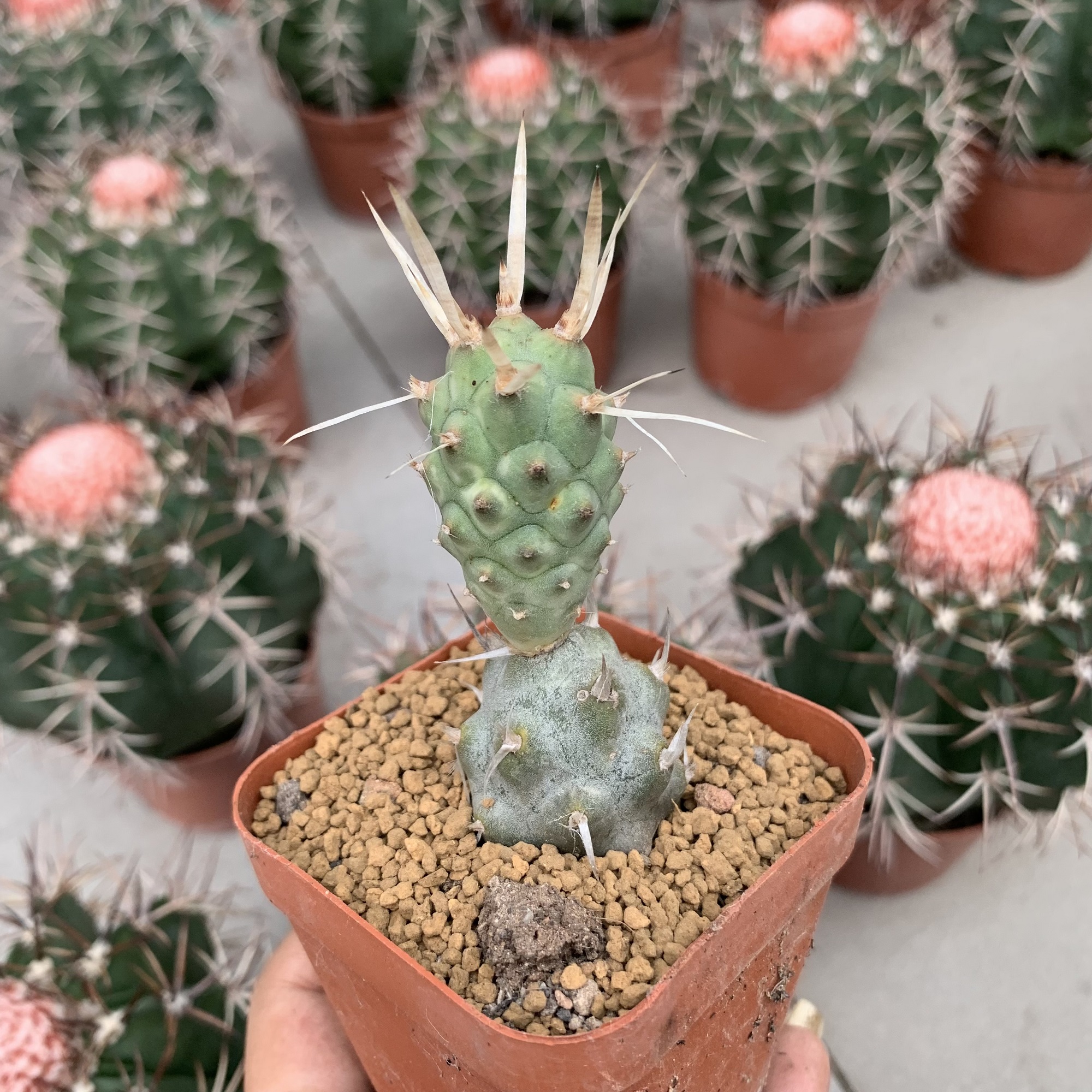 Plants Center พร้อมส่ง(wuzy)Tephrocactus articulatus var. papyracanthus/Opuntia articulata/โอพัน ...