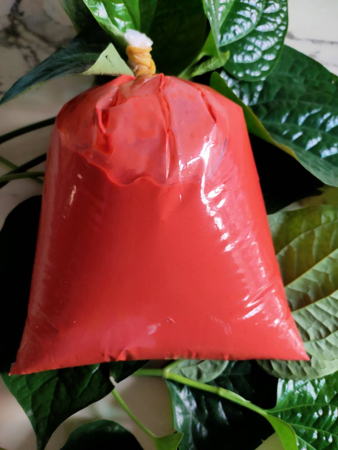 Red lime chewing betel nuts used to water vegetables to prevent aphids ...
