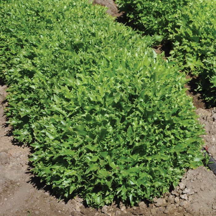 Lettuce Tango Seed / เมล็ดพันธุ์ เลทดัท แทงโก้ - Sky Vertical Garden ...