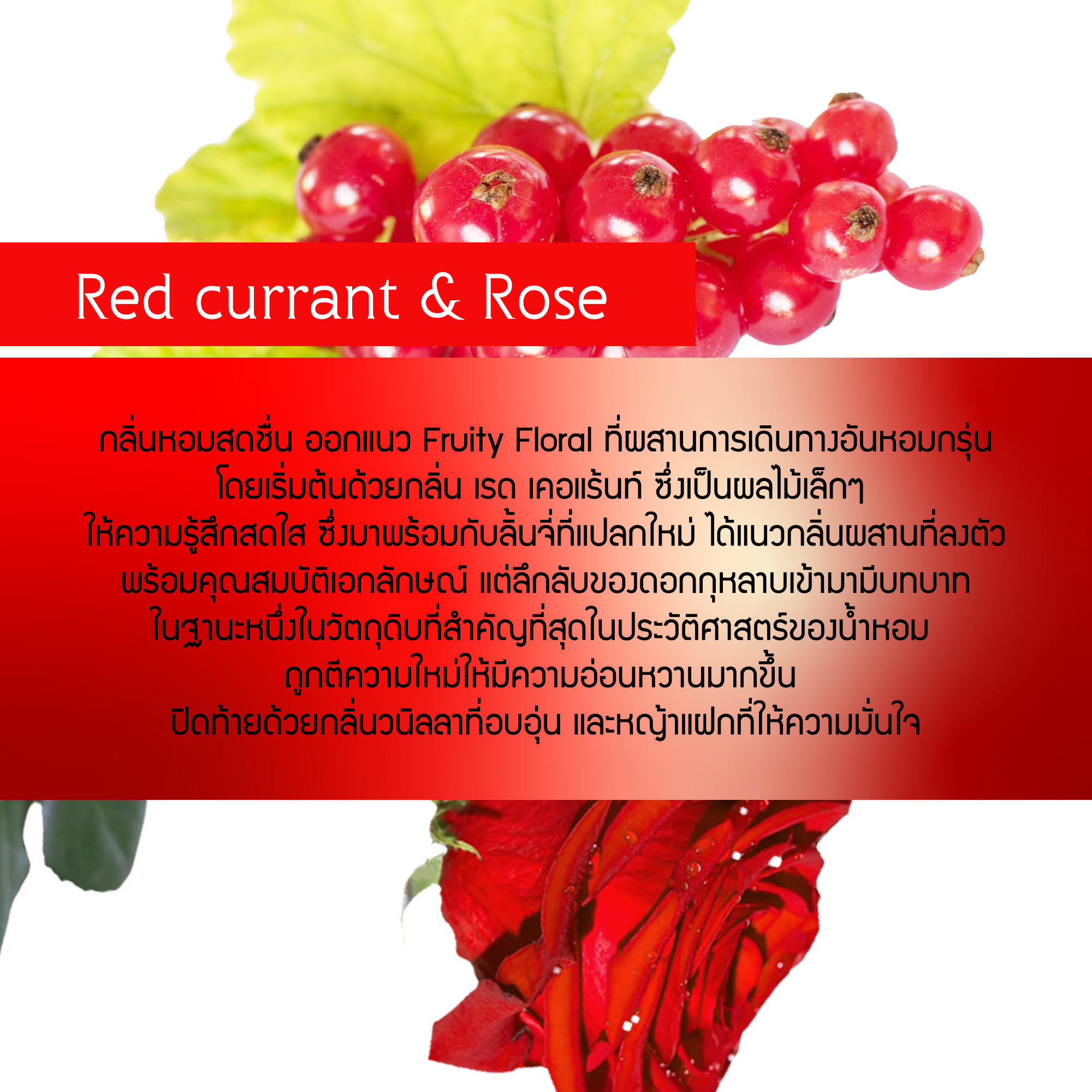Red Currant & Rose Perfume Candle(300g/10.14 oz (45 - 55 hours) Double ...