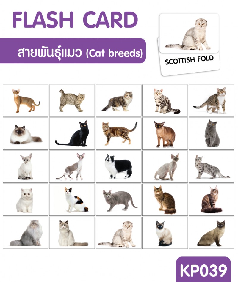 Flash card แมว (Cat breeds) จำนวน 25 ใบ ขนาด A5 kp 039 - winnashop ...