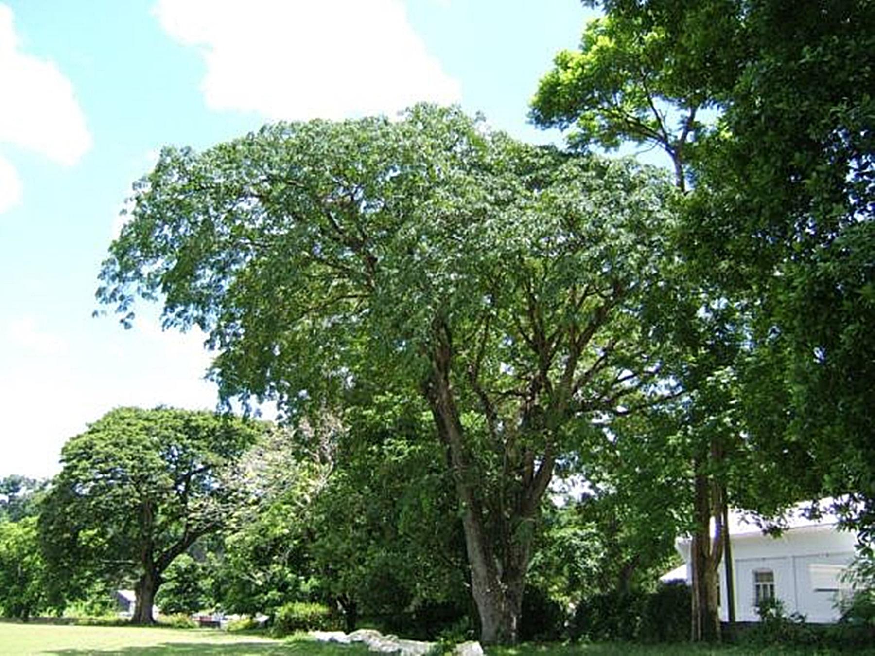 ขายส่ง 100 เมล็ด เมล็ดมะค่าโมง Makha Tree Ironwood tree Black rosewood ...