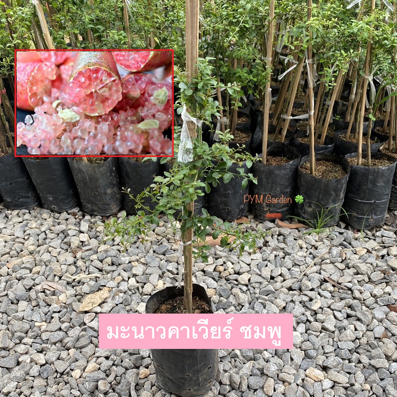 มะนาวคาเวียร์ คาเวียร์ สีชมพู (Finger Lime) Pink Ice เสียบยอดเเท้ (รับ ...