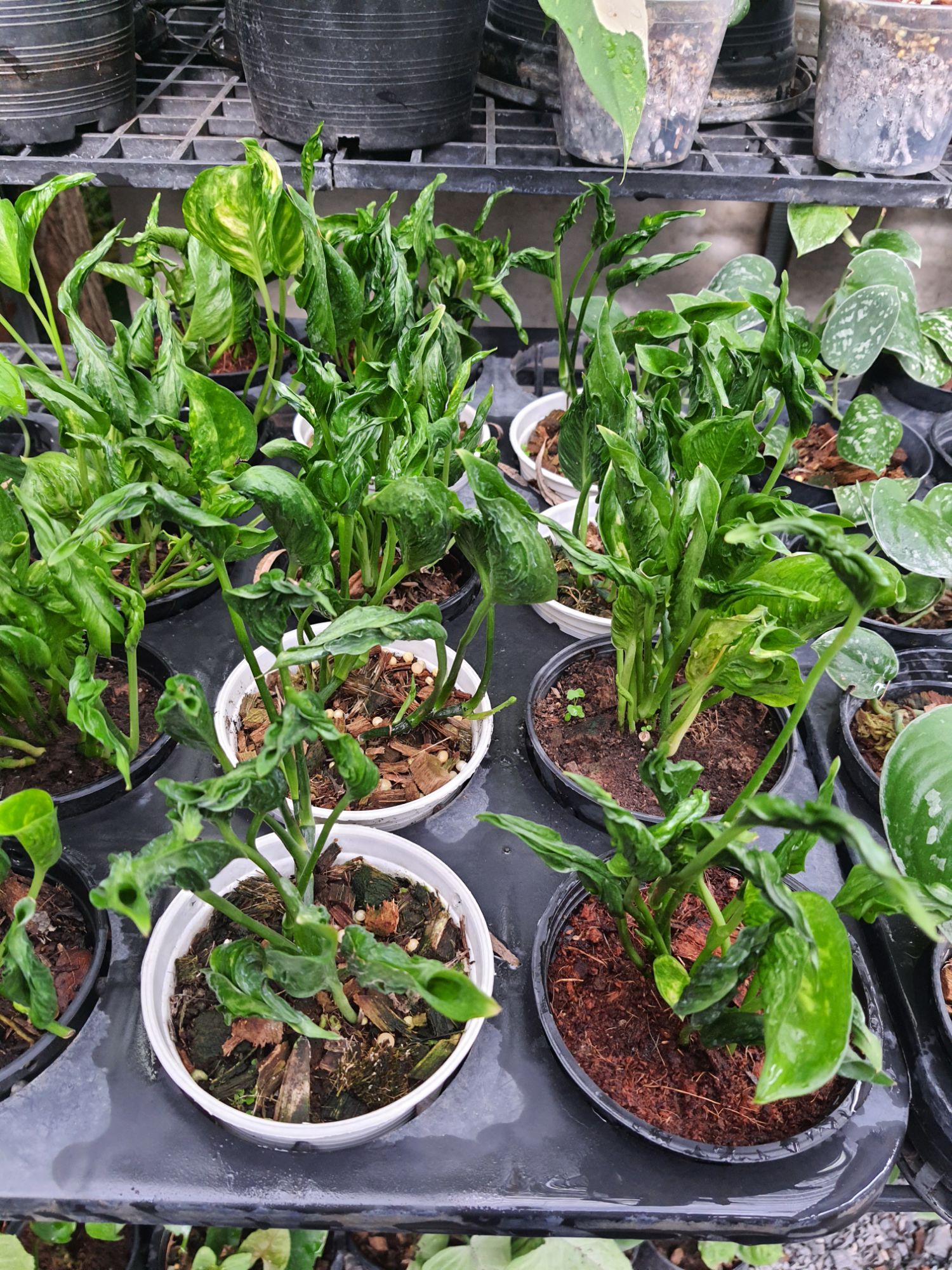 พลูห่อทรัพย์ Epipremnum Aureum shangri la ไม้ตระกูลพลูที่มีรูปทรงแปลกตา ...