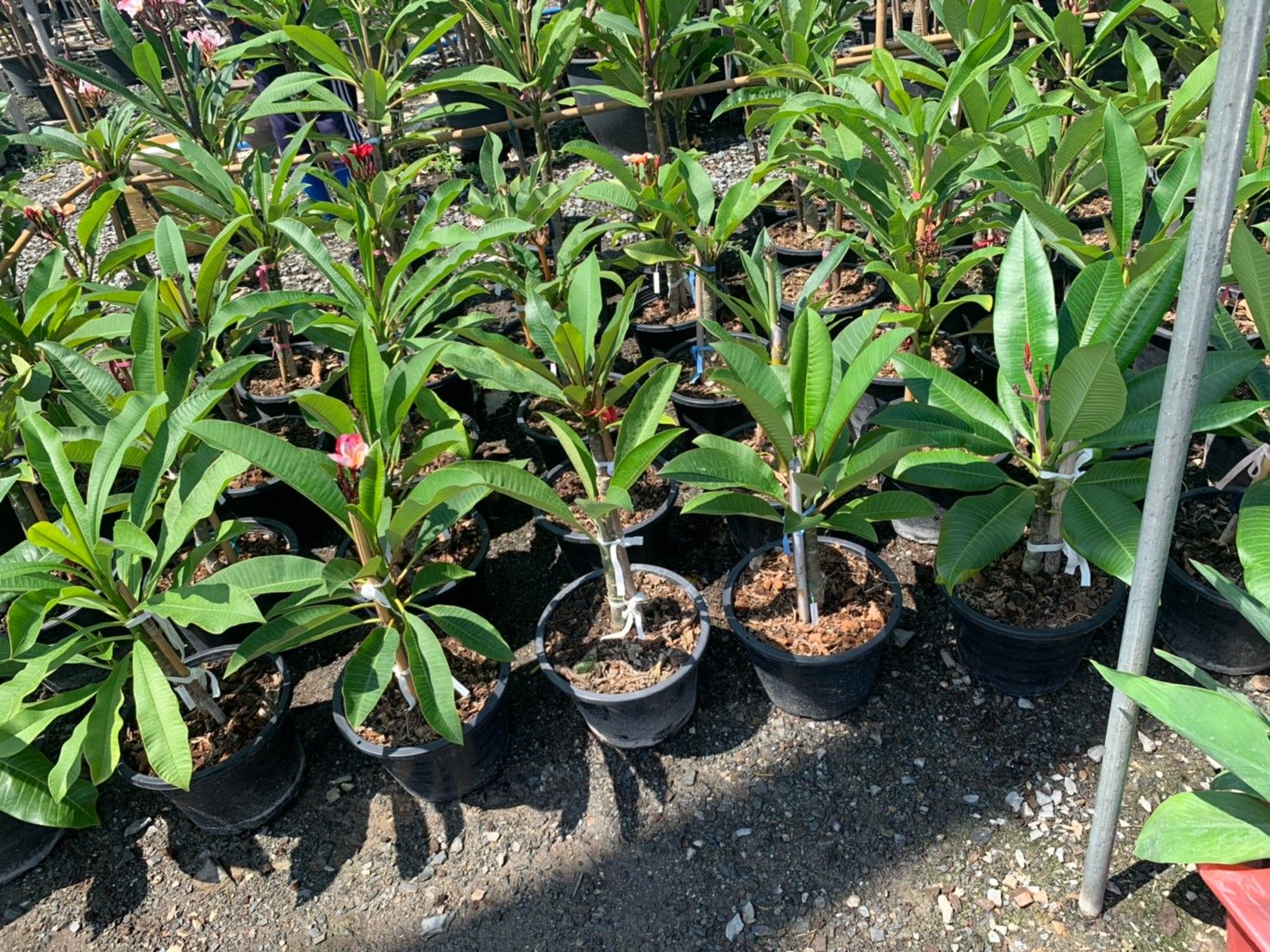ต้นลีลาวดี พันธ์ุชมพูอรทัยออกดอกตลอดปี - Dyna Tree - ThaiPick