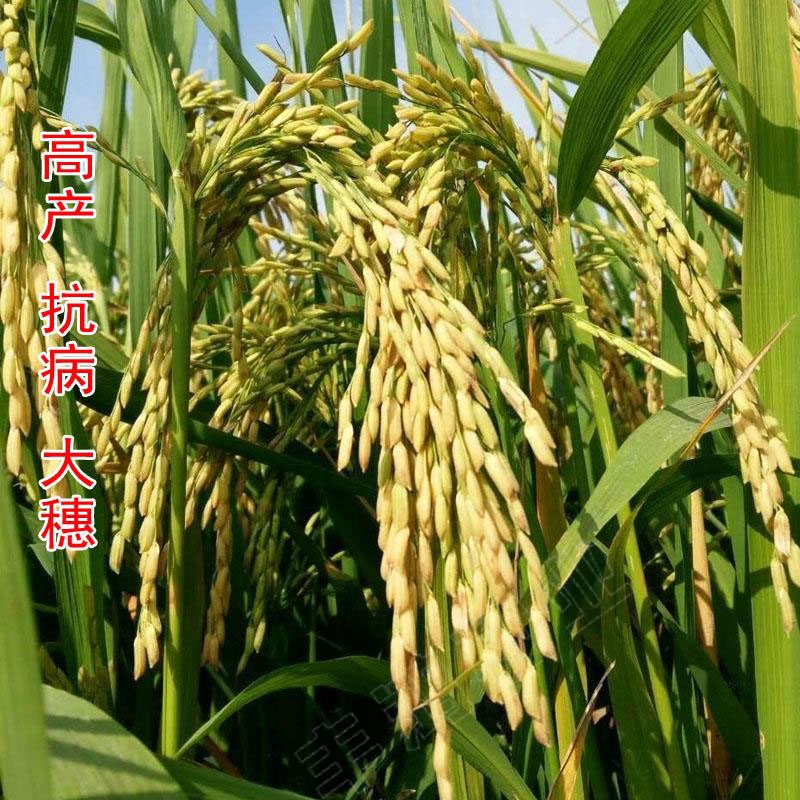 High Yield Dry Rice Seeds Black Dry Rice Fragrant Rice Seed Rice Seeds Drought Resistance And