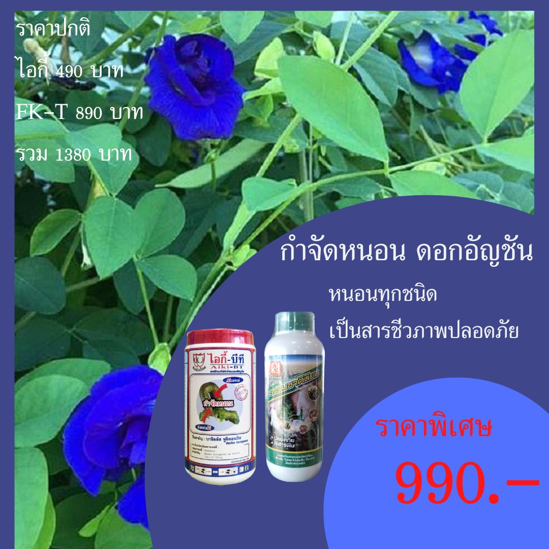 กำจัดหนอน ดอกอัญชัน หนอนศัตรูพืชทุกชนิด ปลอดสารพิษ ไอกี้และ FK-T(ใช้ได้ ...