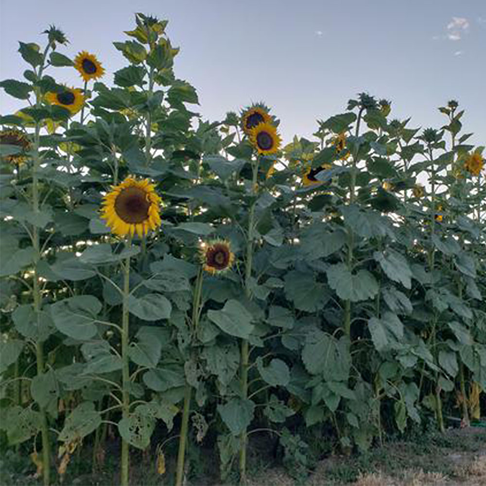 พร้อมส่ง รหัส 131 เมล็ดพันธุ์แท้ OP แท้ ทานตะวันรัสเซียดำ - Black ...