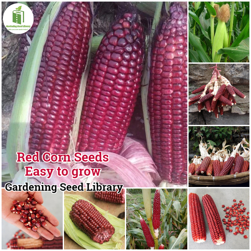 Easy To Grow丨High Yielding Sweet Red Corn Seeds Bonsai Seeds for ...