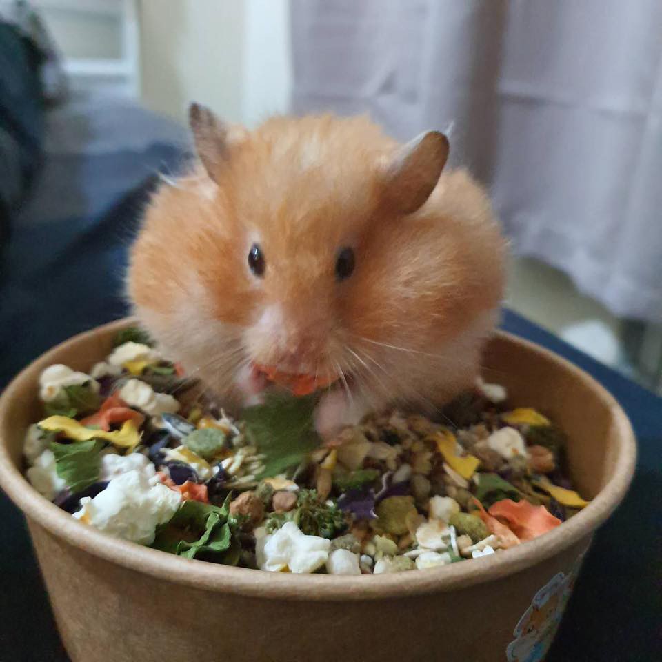 ร้านโทโมะ ???? Hamster Cafe อาหารผสมยอดฮิต ???? อาหารแฮมสเตอร์ ทานได้ ...