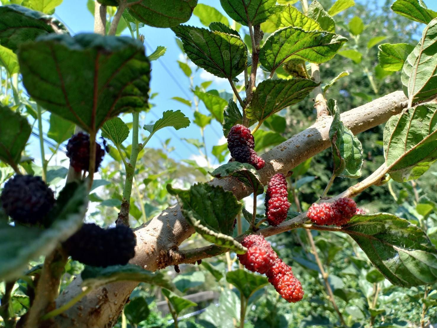 LamoonnJam//แยมลูกหม่อนออร์แกนิค Organic Mulberry Jam//**100% Organic ...