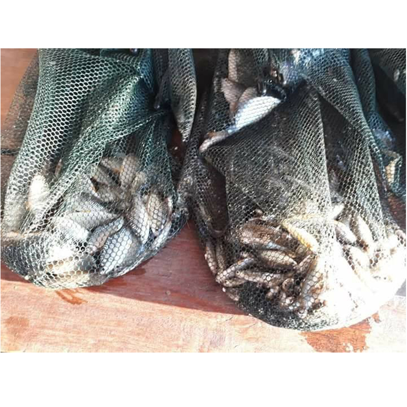 ตาข่ายดักปลา Finishing Net กระชังปลา มุ้งดักปลา ดักจับกุ้งปลา พักเก็บ ...