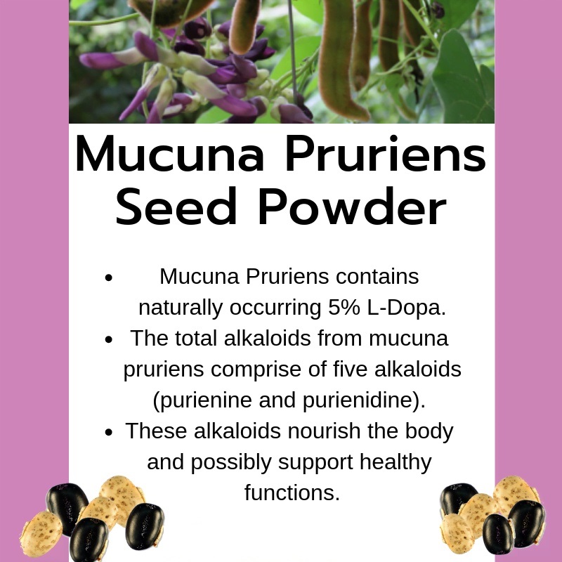 100% Pure Mucuna Pruriens,หมามุ่ยผง (สุก) ,500 Grams Extract with L ...