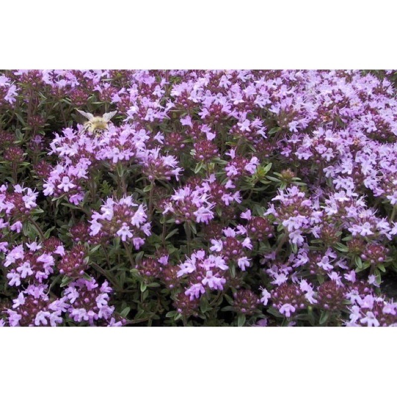 เมล็ดพันธุ์ ไทม์เลื้อย สีม่วง(Creeping Thyme)（นี่มันเมล็ดพืช ไม่ใช่พืช ...
