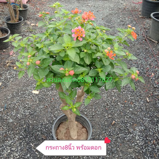 ผกากรอง ต้นผกากรอง ดอกผกากรอง ทรงสวยกระถาง8นิ้ว สวนลุงแท็ค - T.World Plant - ThaiPick