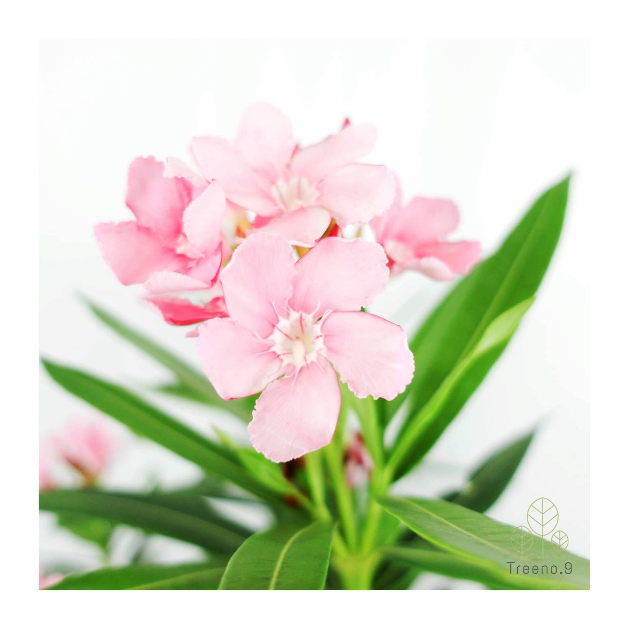 Treeno.9 T384 ยี่โถ กระถาง 10 นิ้ว (Sweet Oleander) ไม้ประดับดอกสวยงาม ...