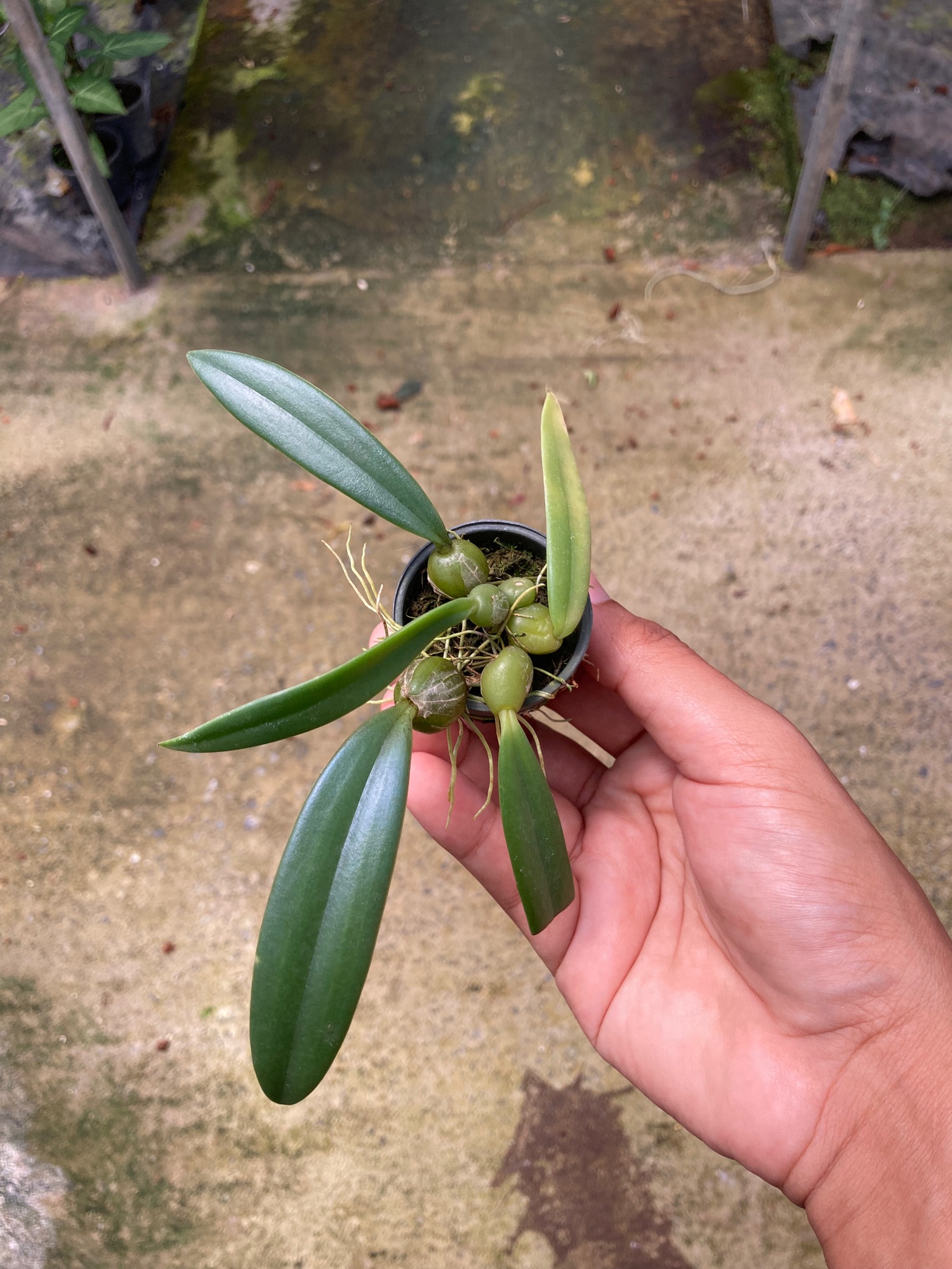 เอื้องไตรดอกแดง Trias disciflora กล้วยไม้ไม้จิ๋ว เลี้ยงง่าย - เอสไอบี ...