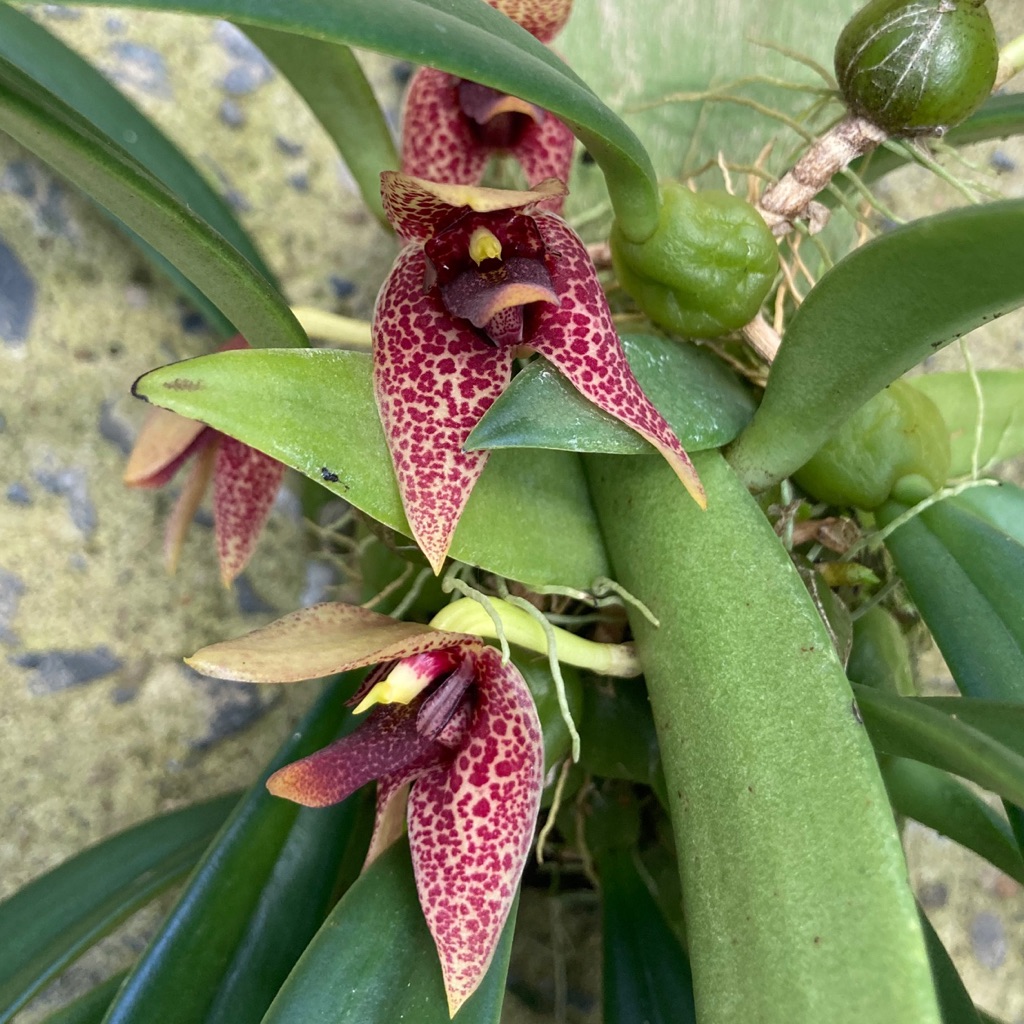 เอื้องไตรดอกแดง Trias disciflora กล้วยไม้ไม้จิ๋ว เลี้ยงง่าย - เอสไอบี ...