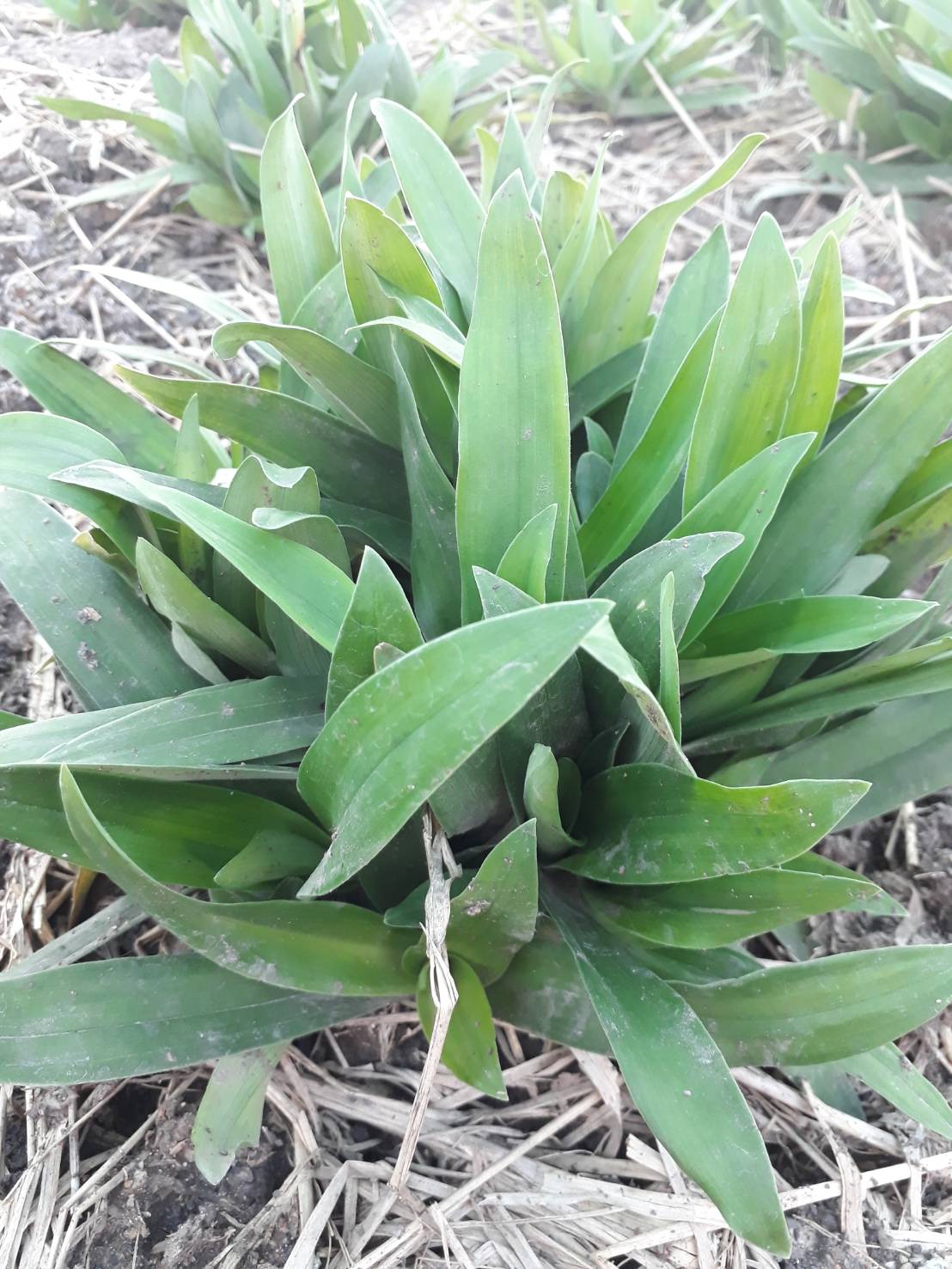 ต้นหญ้าปักกิ่ง (หญ้าเทวดา Beijing Grass Angel Grass) กระถาง 6 นิ้ว 1 ...