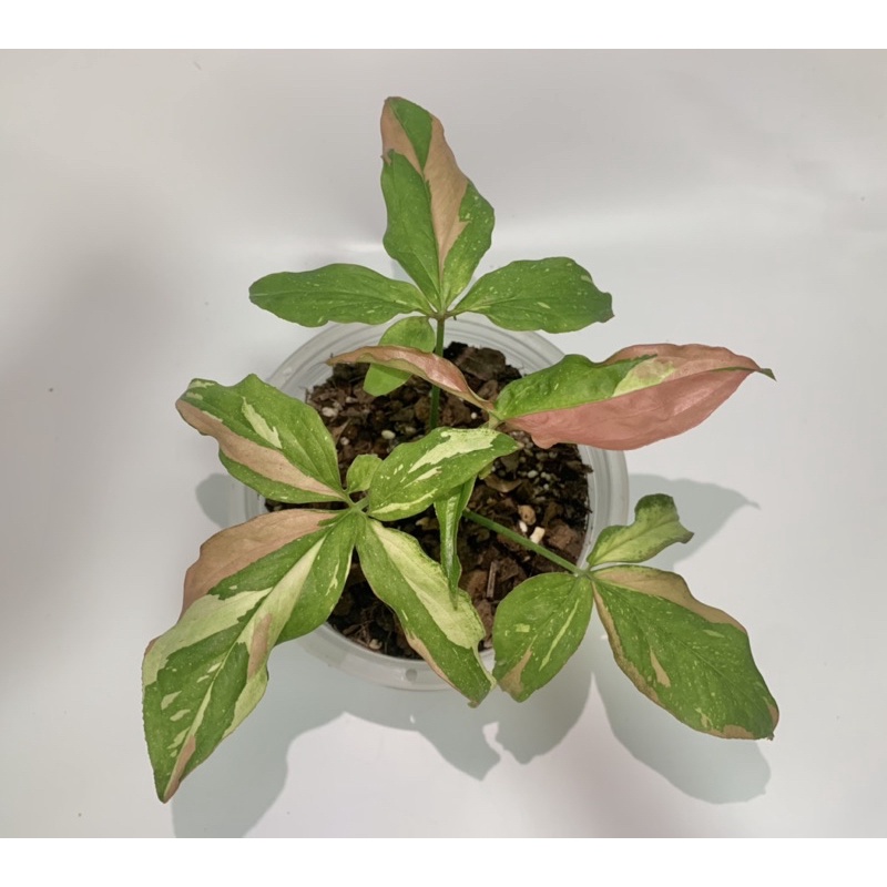 ส่งฟรี..!!คุ้ม️ SYNGONIUM TRICOLOR RED SPOT เงินไหลมาด่างสามสี เงินไหล ...