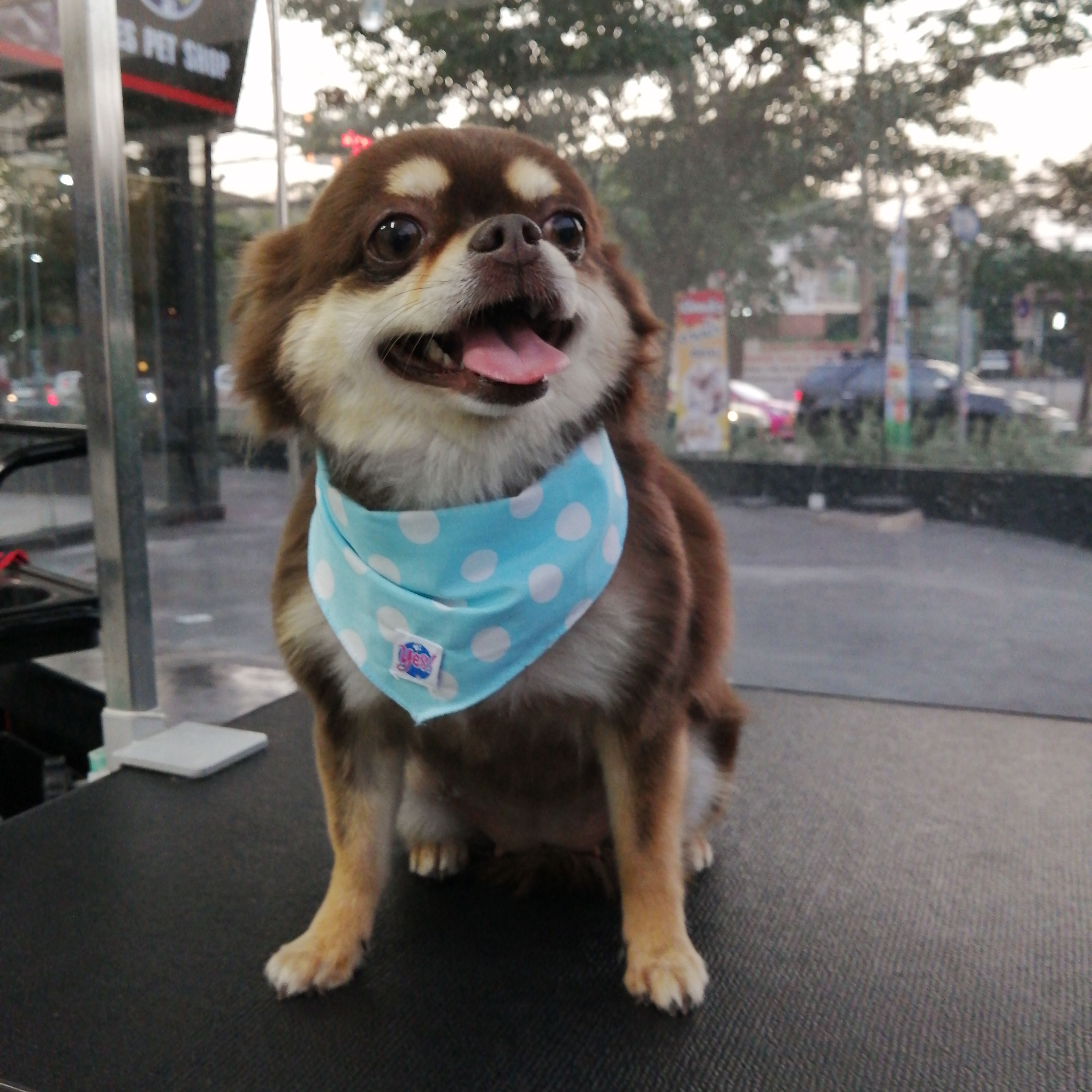 ผ้าพันคอ Doggy Style ผ้าพันคอสุนัข ผ้าพันคอแมว ผ้าพันคอสัตว์เลี้ยง Size ...