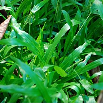 1000 เมล็ด หญ้ามาเลย์ หญ้ามาเลเซีย (Malaysia Grass Seeds) ปลูกเป็นสนาม ...