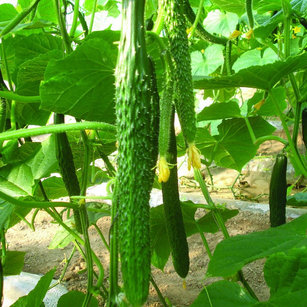 แตงกวาญี่ปุ่น Cucumis sativas 50 เมล็ด / ต่อซอง ซื้อ 5 ซองแถม 1 ซอง ...