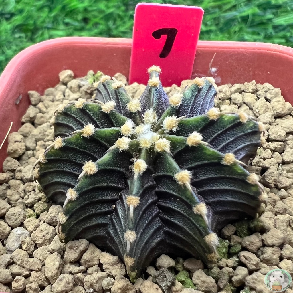 (R7) ต้นยิมโน LB2178 แท้ 10 พู ไม้เมล็ด - (gymnocalycium) - ????แคคตัส - Cony Cactus Garden ...