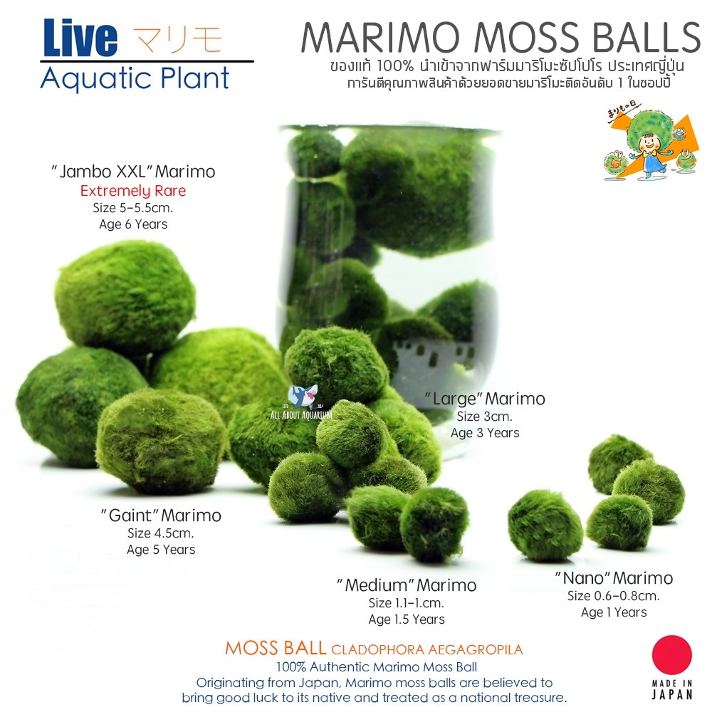 ♕ [ของแท้???? พร้อมจัดส่ง] MARIMO JAPAN มาริโมะ สาหร่ายตกแต่งตู้ปลา สาหร่ายมาริโมะ มอสบอล ...