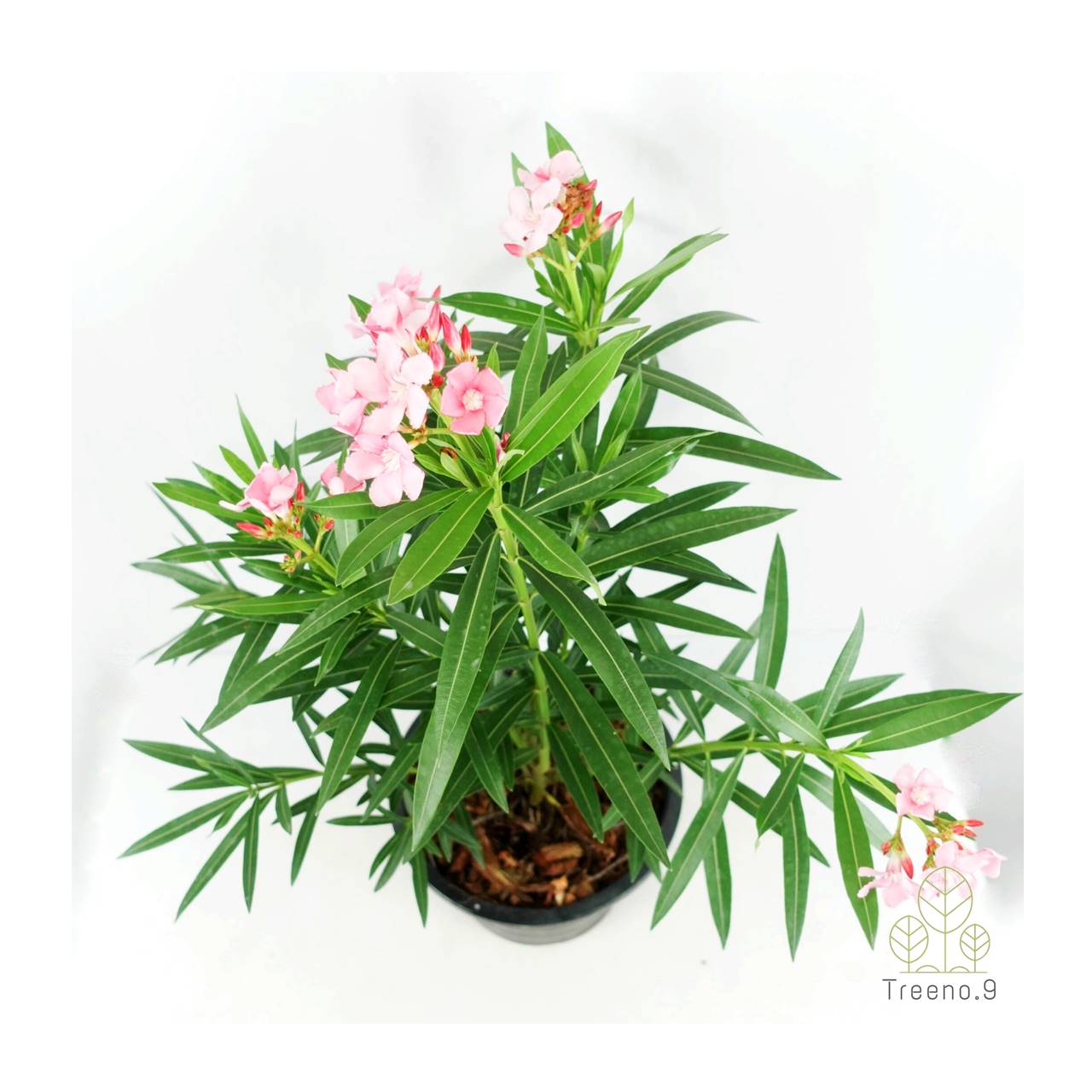 Treeno.9 T384 ยี่โถ กระถาง 10 นิ้ว (Sweet Oleander) ไม้ประดับดอกสวยงาม ...